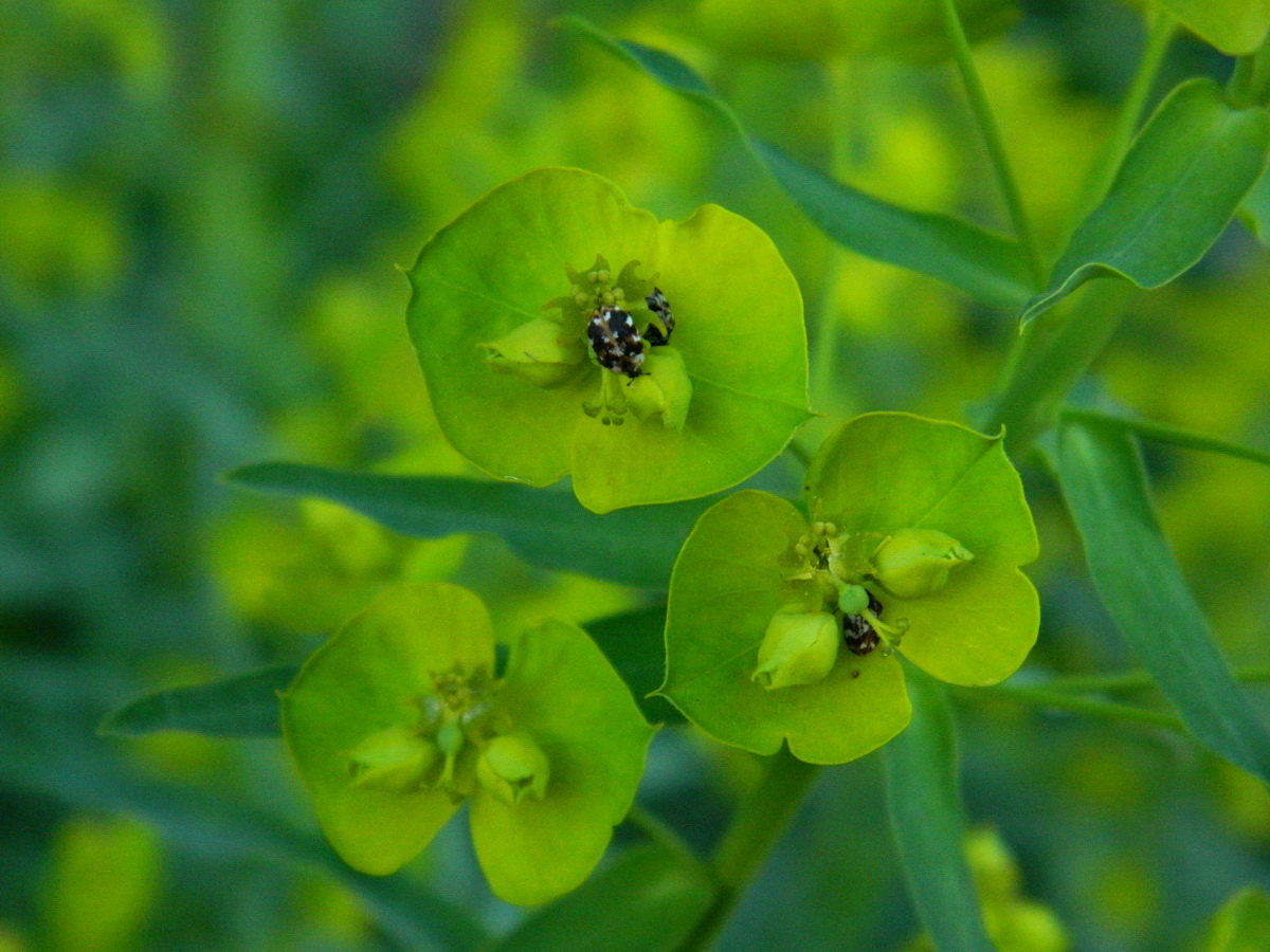 LA MULTI ANI, ROMANIA!: Flori verzi