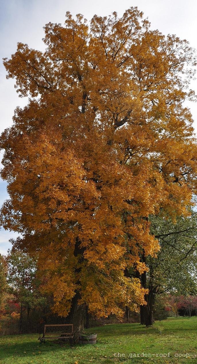 the garden-roof coop: Shades of Autumn: Hickory