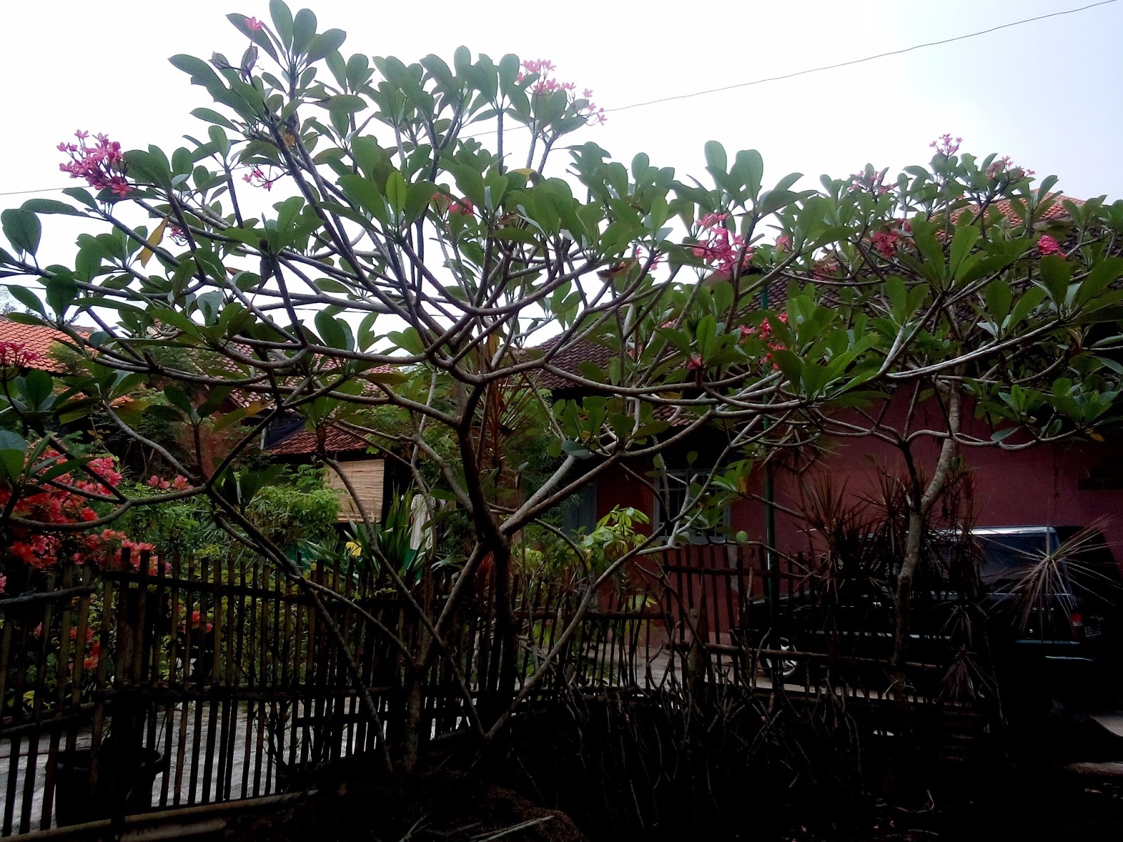 KAMBOJA BALI, JUAL POHON KAMBOJA MURAH, KAMBOJA BUNGA MERAH, KAMBOJA ...