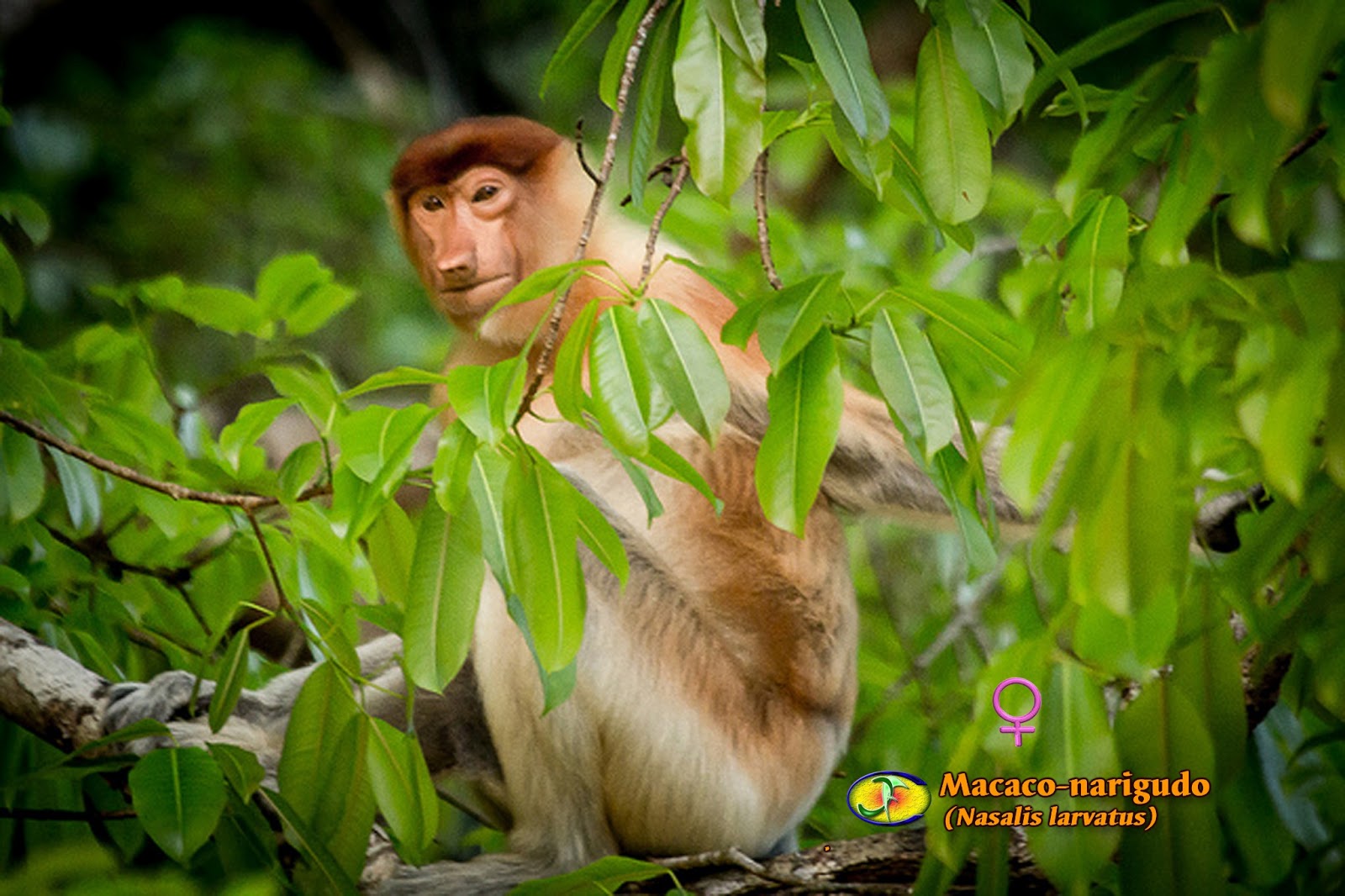 Zoologia: Macaco-narigudo (Nasalis larvatus)