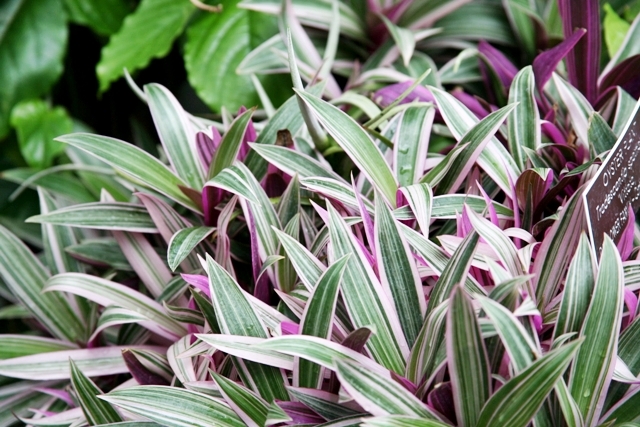 Abacaxi Roxo - Tradescantia spathacea - Cantinho verde - horta e jardim