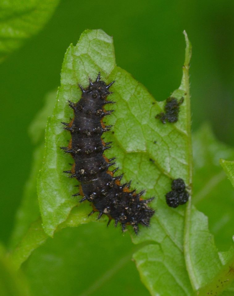 Nature Rambling: Ramble Report April 20 2017