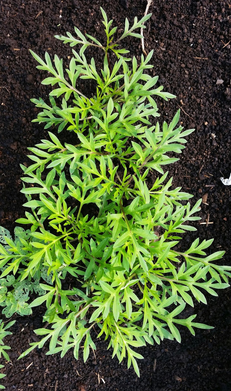 Warisan Petani: Pokok Ulam Raja