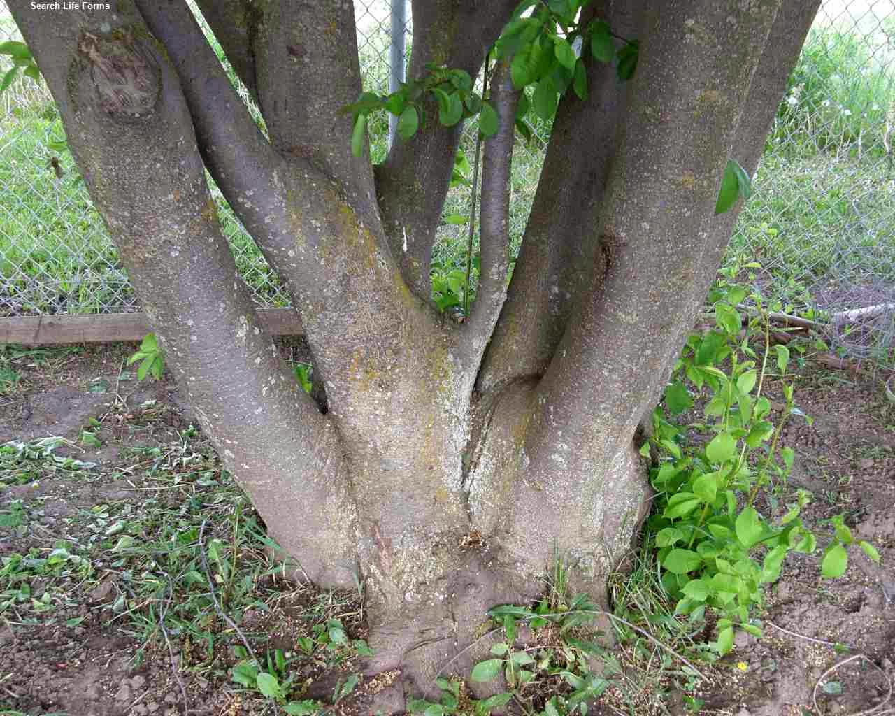Trees Planet: Prunus padus - Bird Cherry