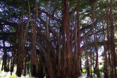 Ang Sosyal Nga Taga Bukid: FRIEND OF NATURE:THE BALETE TREE