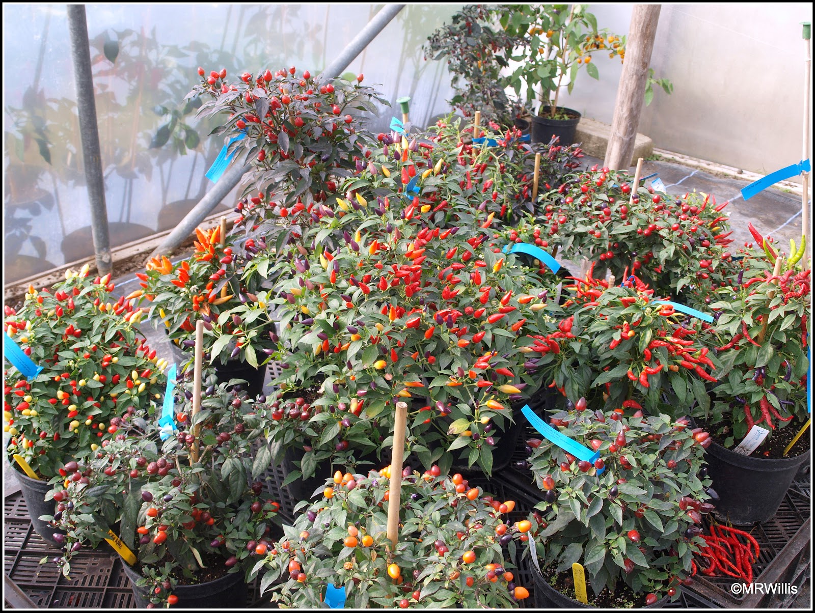 Mark's Veg Plot: For the love of chillis...