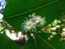 BUNGA: Syzygium/ Jambu-jambuan