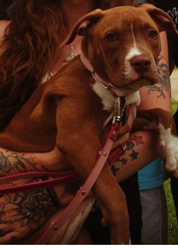 Hearts to the Rescue: SPRINGFIELD MO - MISSING PITBULL, (FROM ...