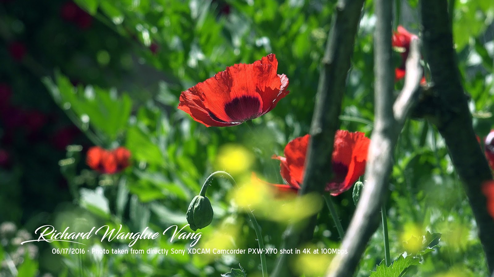 Rick Wanglue Vang's Blog: Duab Paj Yeeb yees los ntawm lub SONY XDCAM ...