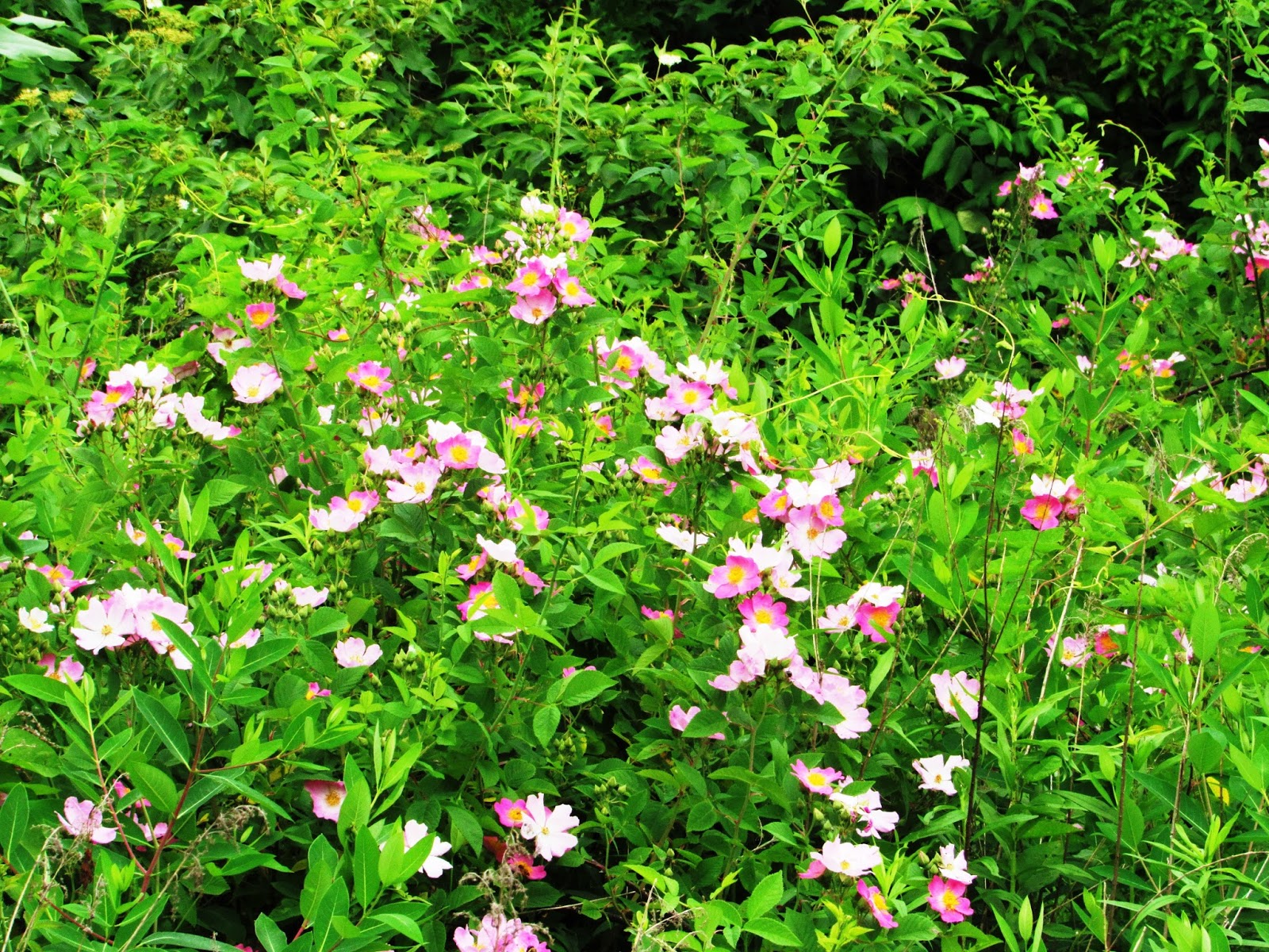 the common milkweed: Prairie Climbing Rose (with a special Jennifer video!)