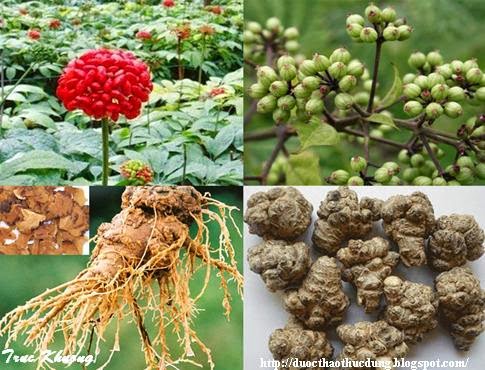 Vuon Duoc Thao: Tam thất - Tien Qi root
