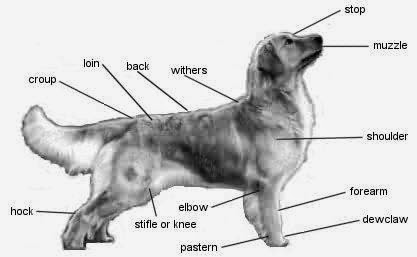 LOGGIN: Menilai Golden Retriever