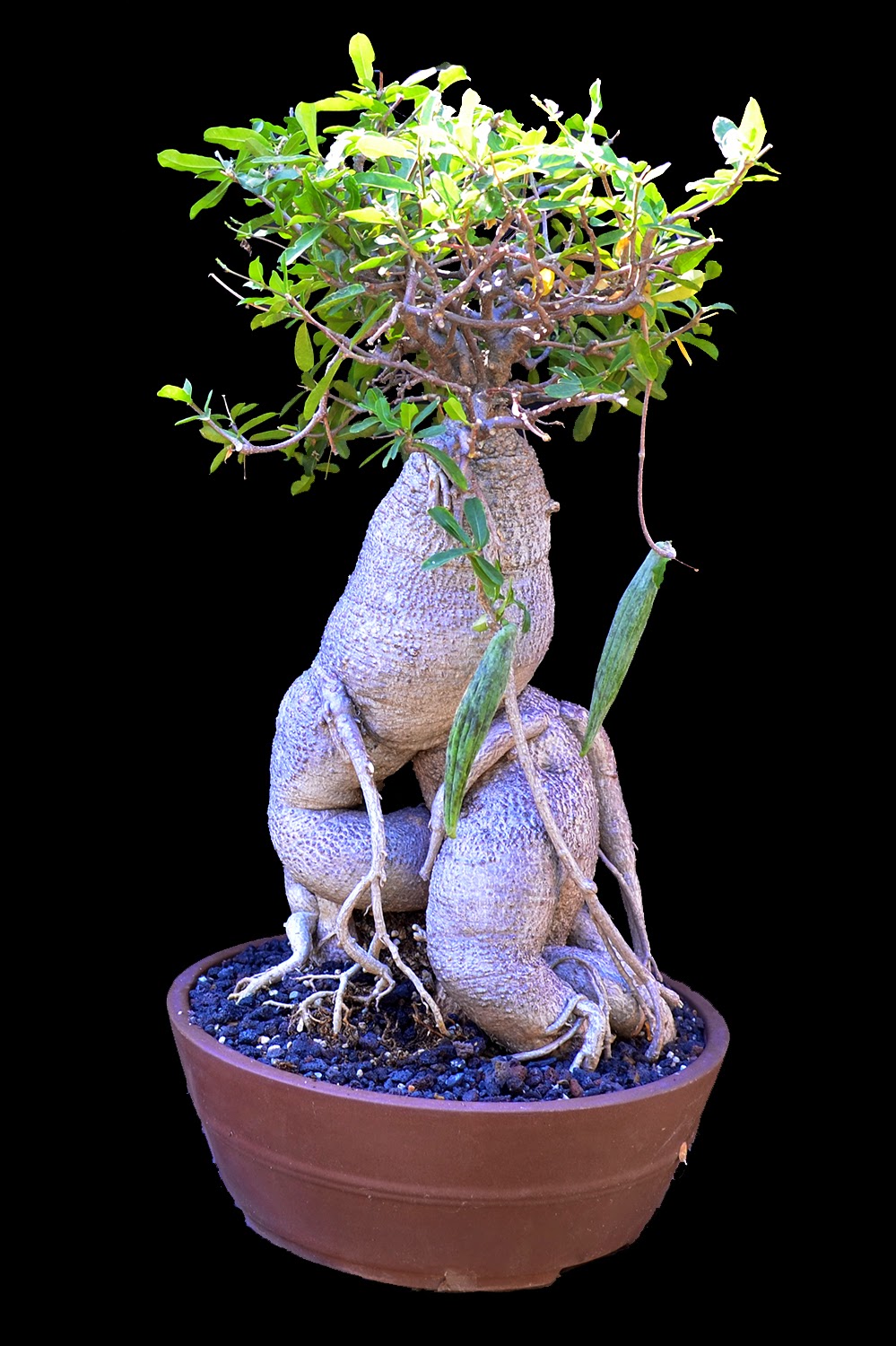 Skyview Succulents: Cactus and Succulent Society of America Selected ...