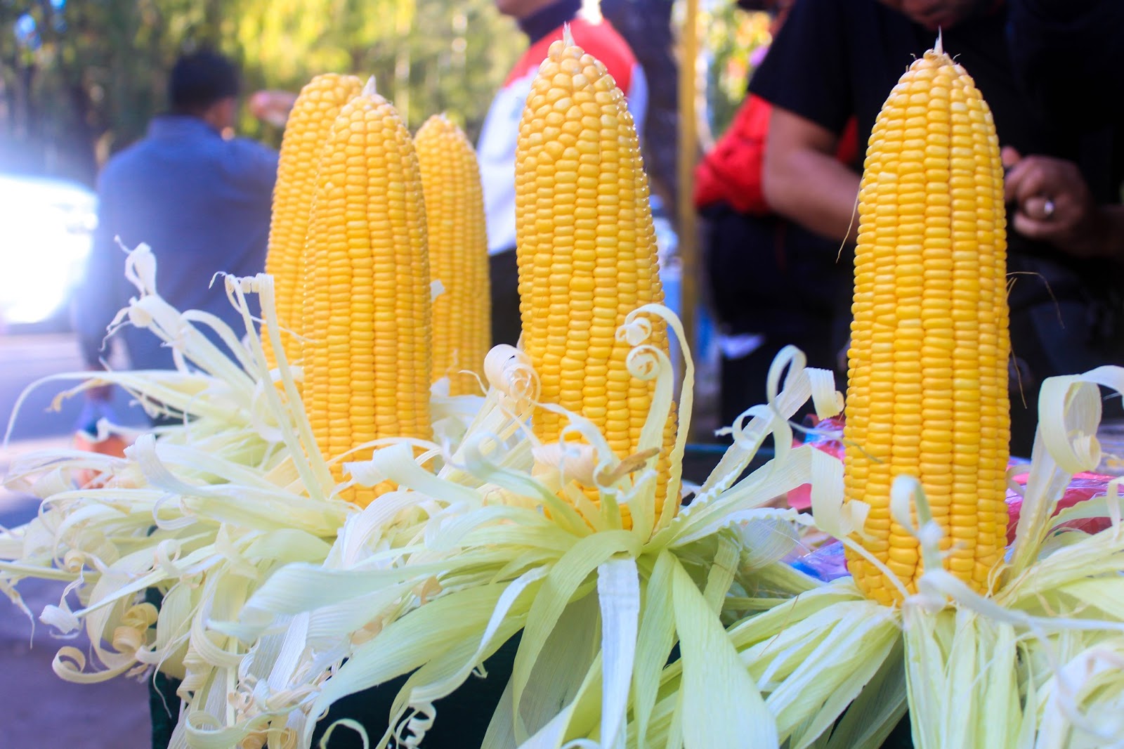 Baron the Explorer: Benguet’s Highest Peak : Mt. Timbak and Mt. Tabayoc