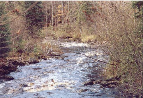 Swamp Creek Farm: It's That Time of Year
