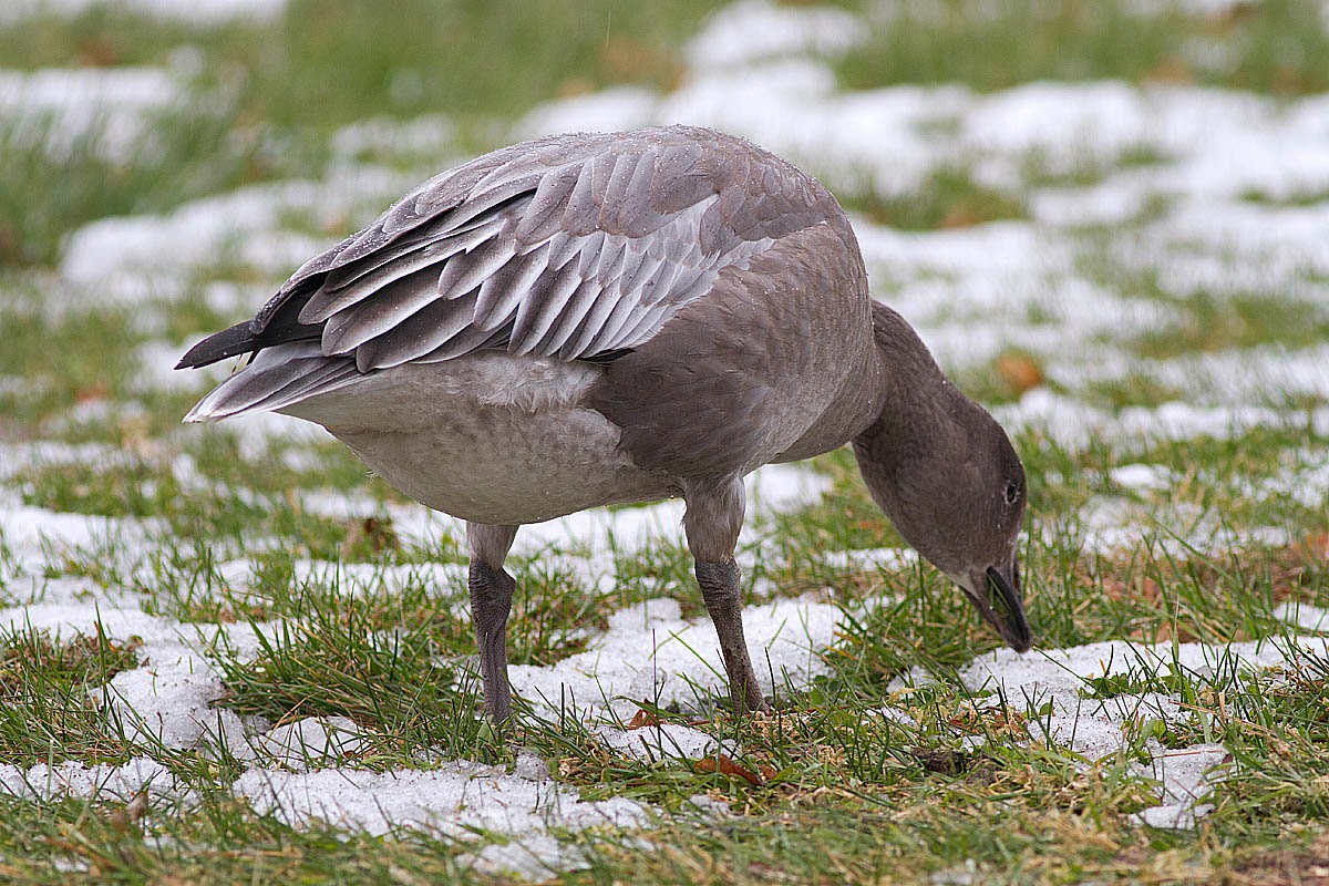 Ann Brokelman Photography: Snow Goose - juvenile blue morph Dec 1, 2013