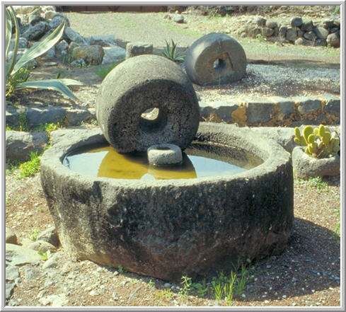 S T R A V A G A N Z A: OLIVE OIL FOR FOOD IN ANCIENT GREECE