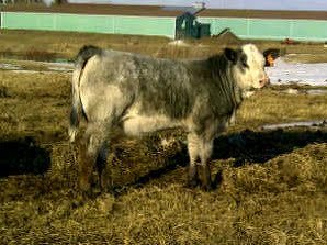 DIAMOND G CATTLE CO.: Purebred Blue Roan Simmental.....