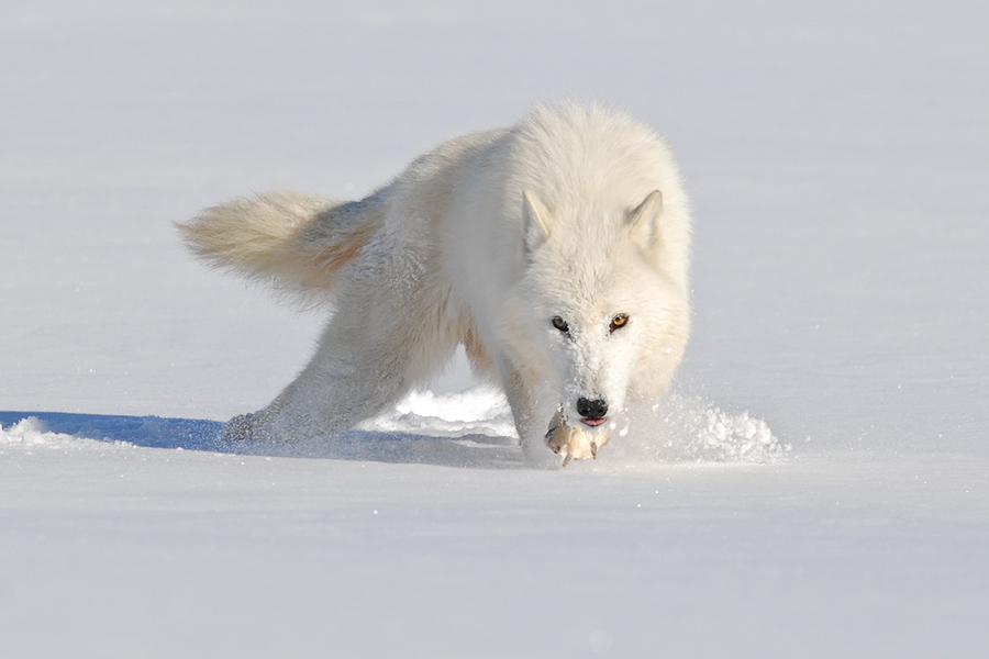 The Arctic Wolf | Interesting Facts & Photographs | The Wildlife