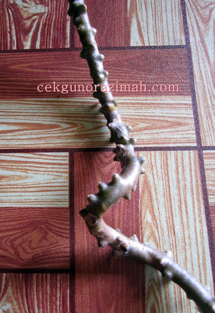 Batang pokok bakawali untuk Irfan ~ Cikgu Norazimah