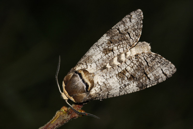 Limousin Photos Nature - Papillons et Chenilles: Cossus cossus (Le ...