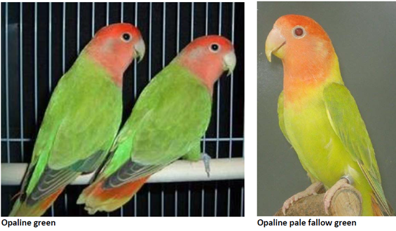 OPALINE PALE FALLOW GREEN ROSEICOLLIS | Lovebird Lovers Indonesia