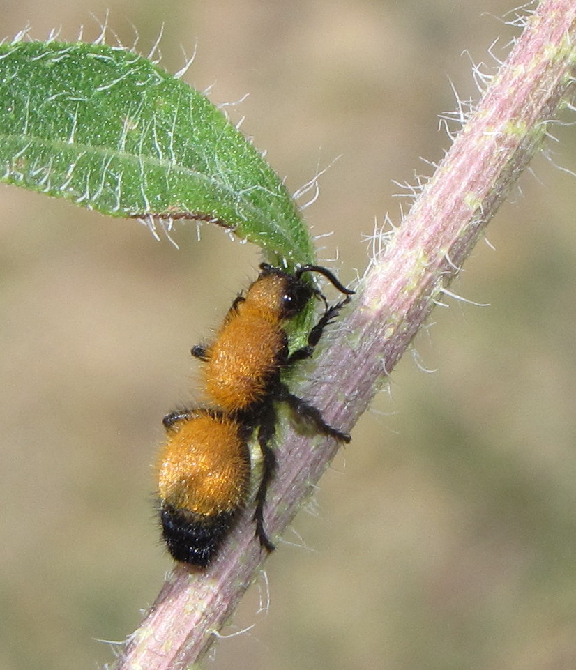 Bug Eric: Wasp Wednesday: Dasymutilla bioculata