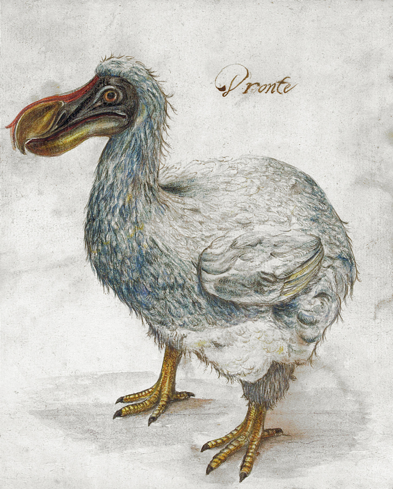 PEACOCK'S GARDEN: 17th century illustration of a Dodo