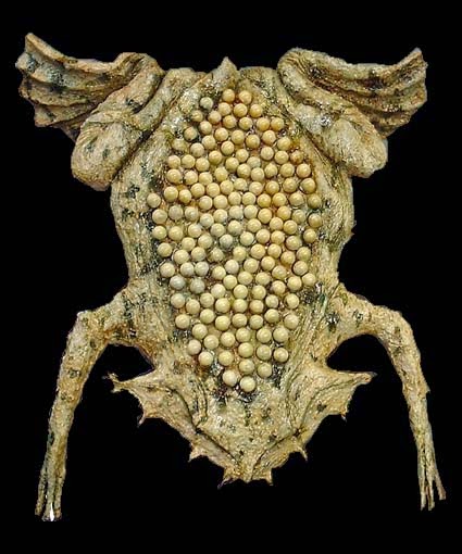 Katak Suriname, Si UniX Bertubuh Tipis - Dunia pojoK