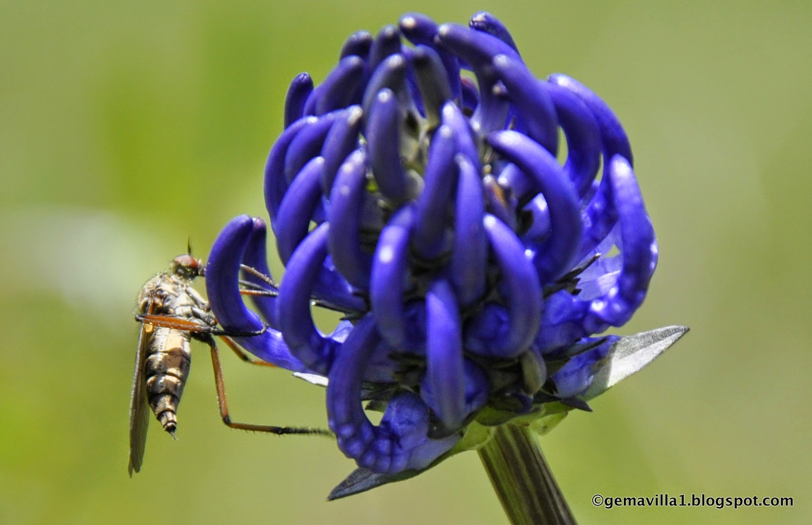 FITEUMA ORBICULAR – Phyteuma orbiculare