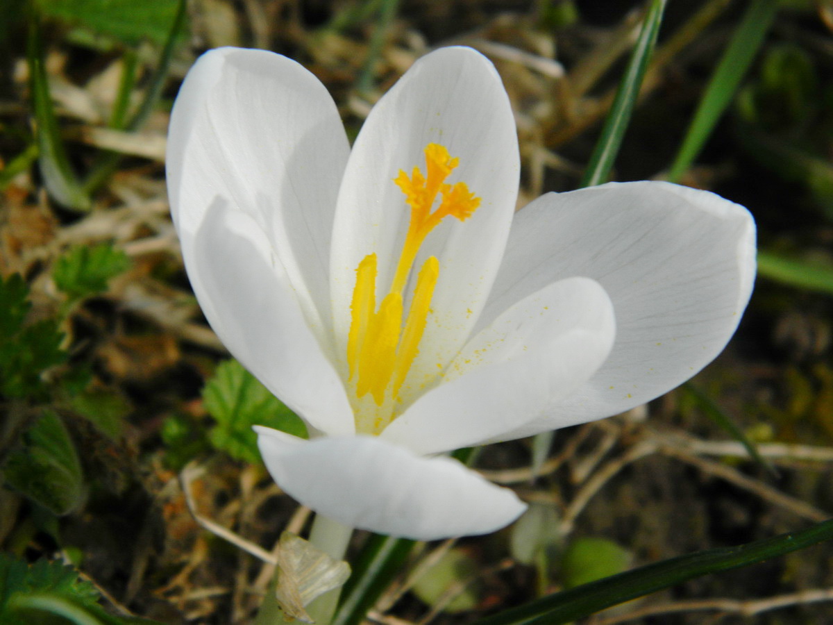 LA MULTI ANI, ROMANIA!: Branduse albe