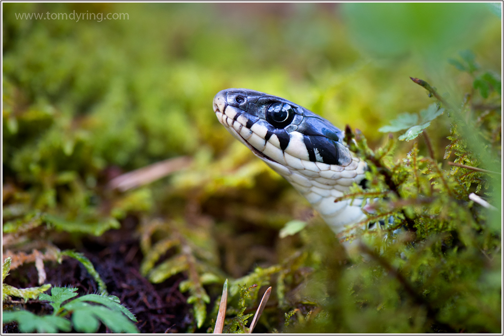 TOM DYRING WILDPHOTO / NN: DØDENS ESTETIKK / DEADLY BEAUTY
