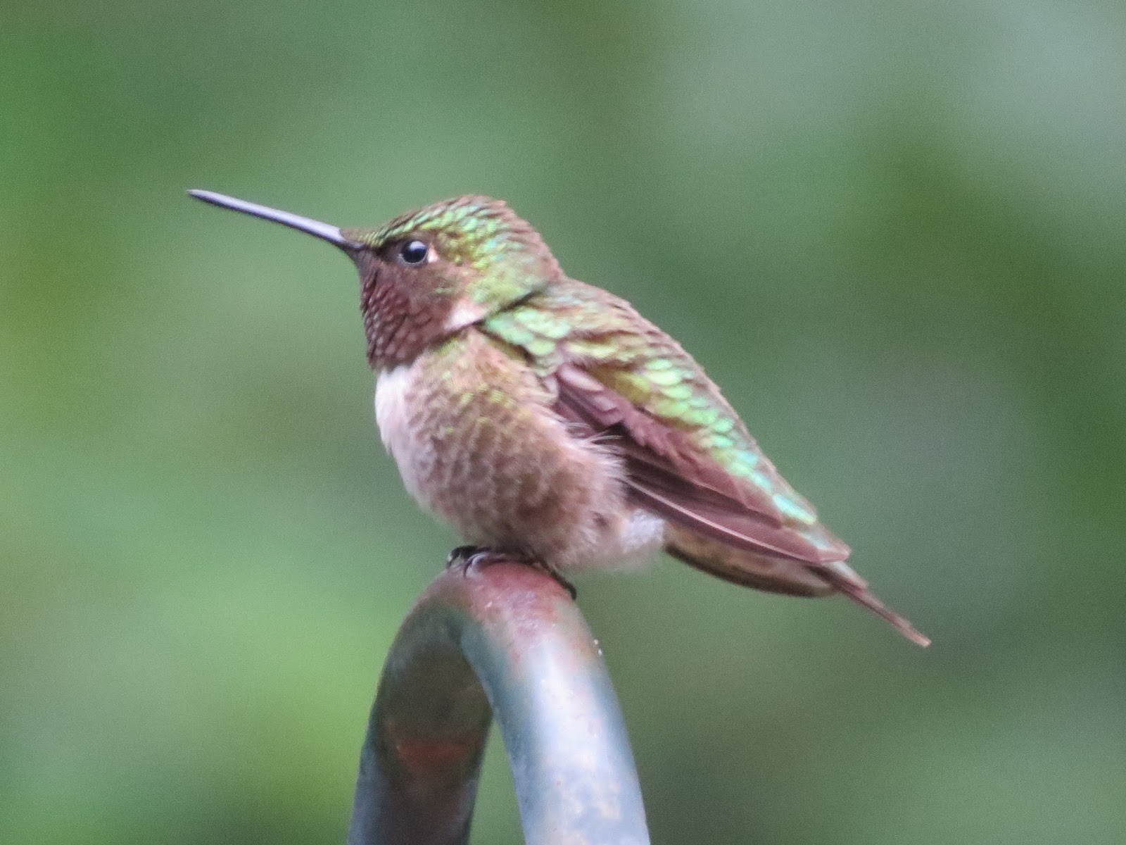 Things with Wings: Ruby-Throated Hummingbirds