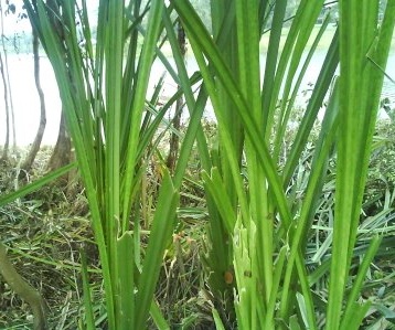 Anim Agro Technology: MENGKUANG