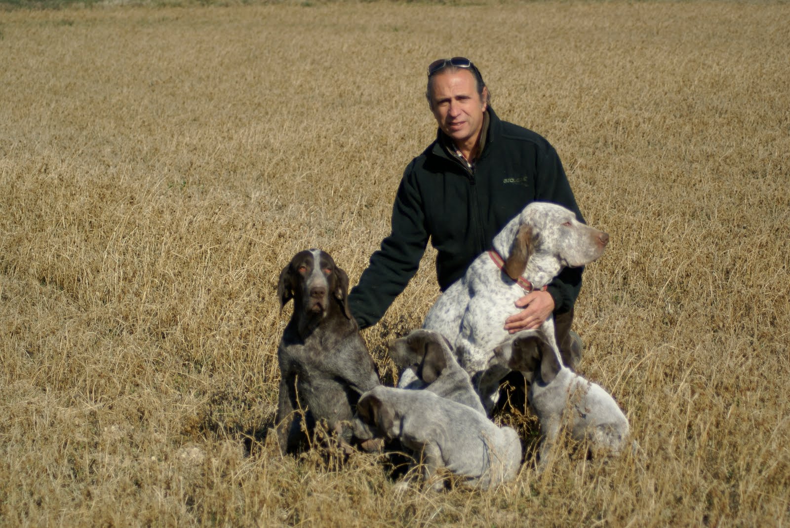 -Perdigueros de Burgos Novella Alta- : cachorros Perdiguero de Burgos