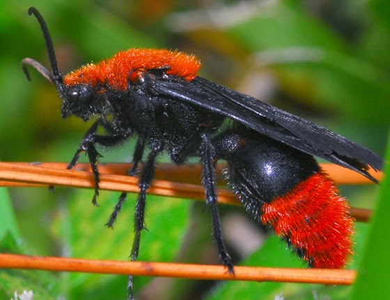 Amazing Animals Pictures: The Red Velvet Ant or Eastern Velvet Ant or ...