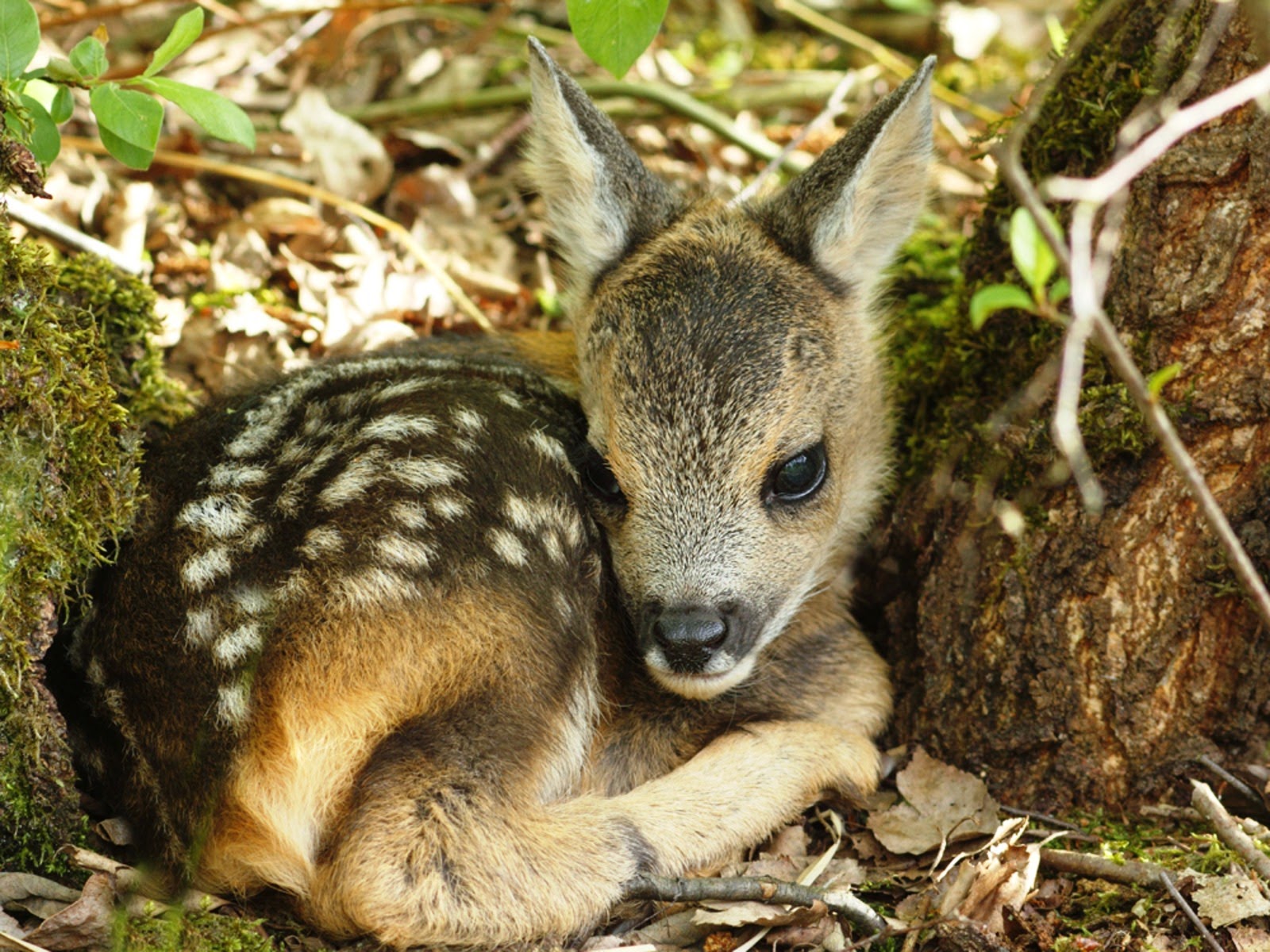 Ciencia fauna: Corzo