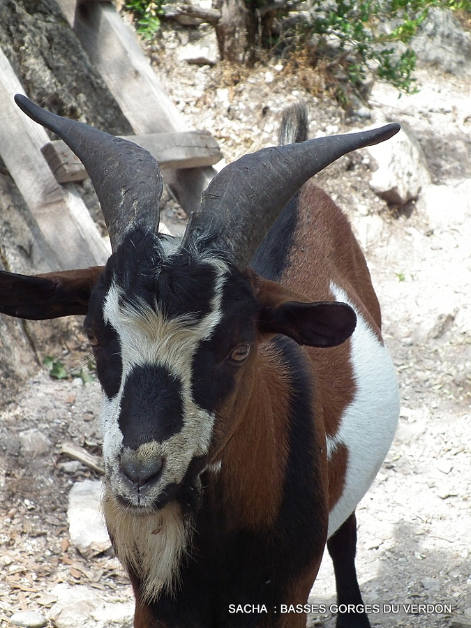 Un jour....Une photo !: Chèvres de Rove " Chapelle Ste Maxime Basses ...