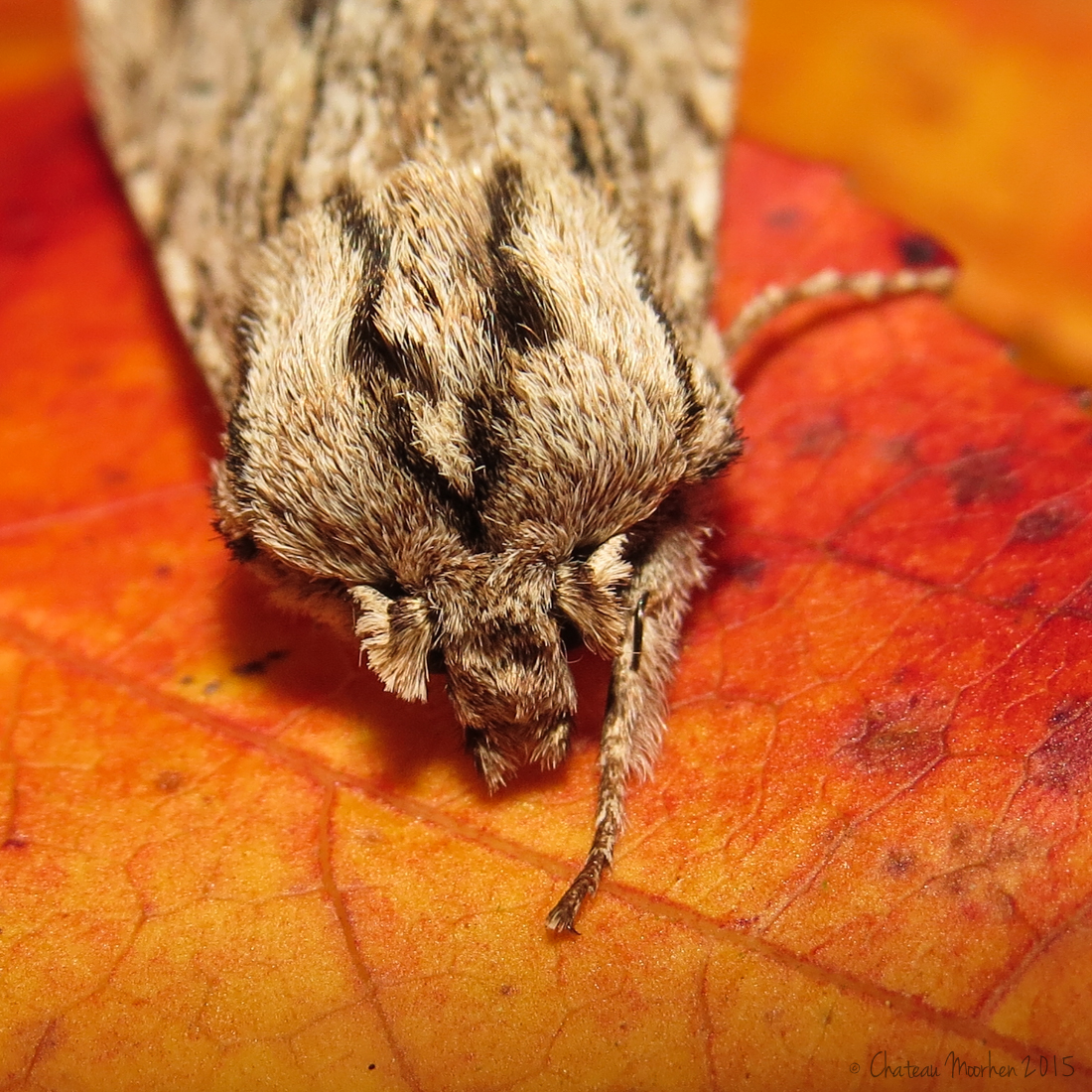 Chateau Moorhen..... goes south!: Moths from back in November, and one ...