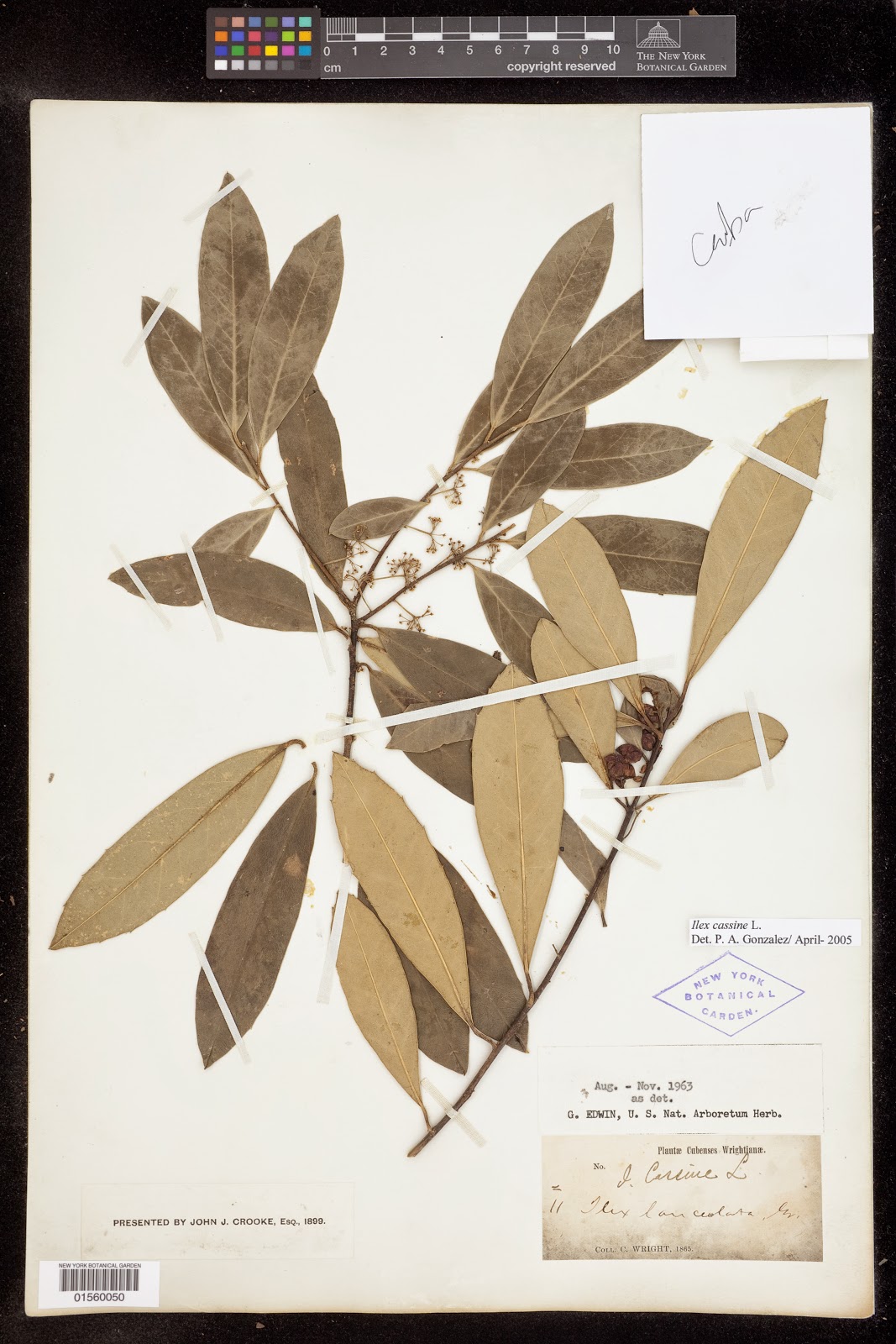 Flora de Puerto Rico Ilustrada Papo Vives: AQUIFOLIACEAE ILEX CASSINE