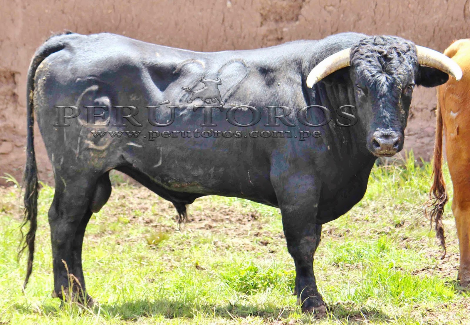 PERÚ TOROS: EJEMPLARES PARA LA CANDELARIA DE AYAVIRI
