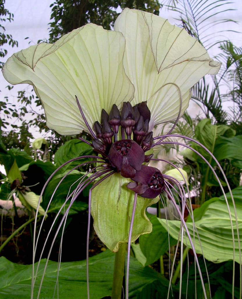 Viveros Vangarden: El murciélago blanco