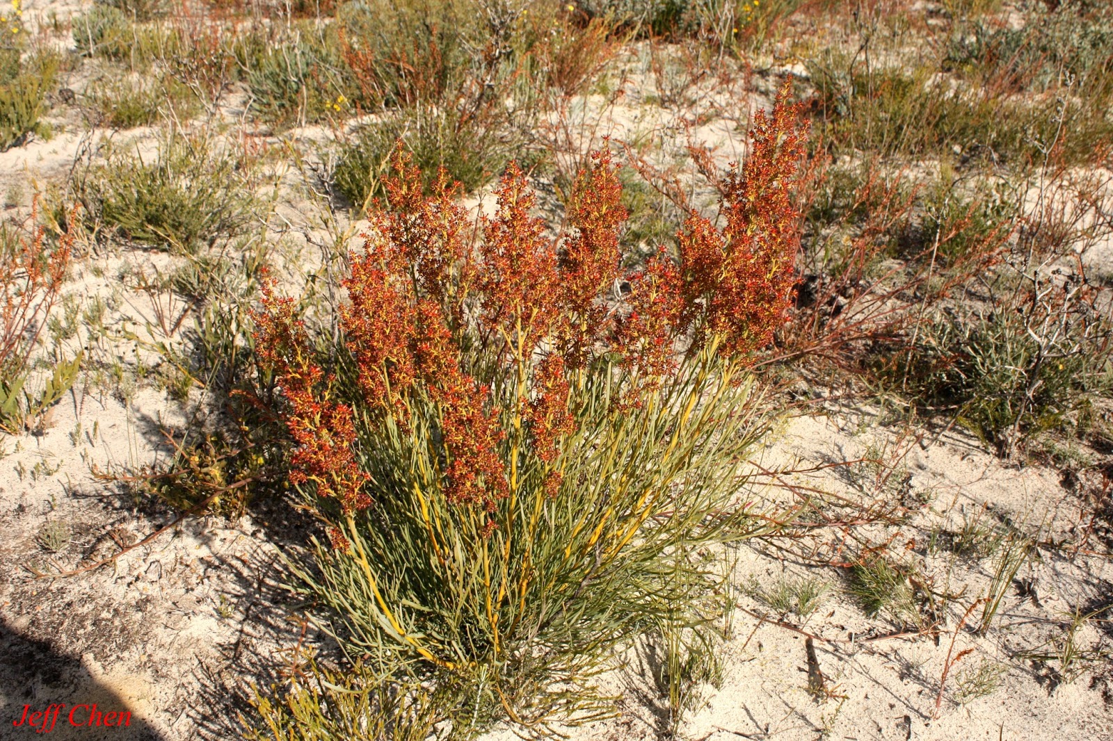 Jeff Chen旅遊登山攝影: Badgingarra National Park, WA