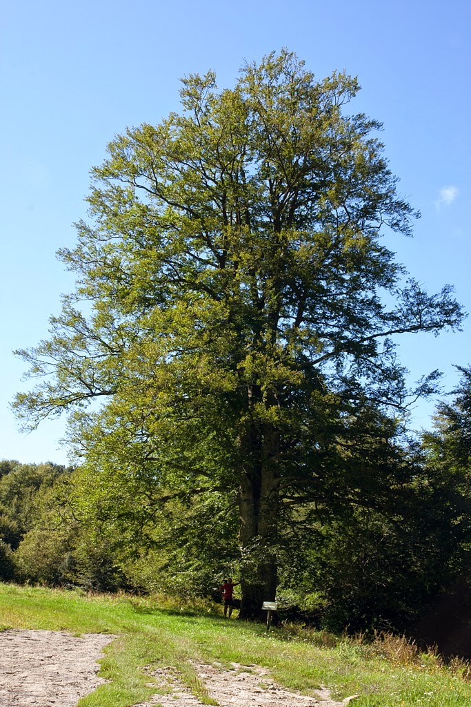 La Vall del Ges i el Bisaura: ARBRES MONUMENTALS: el Faig de la Feixa ...