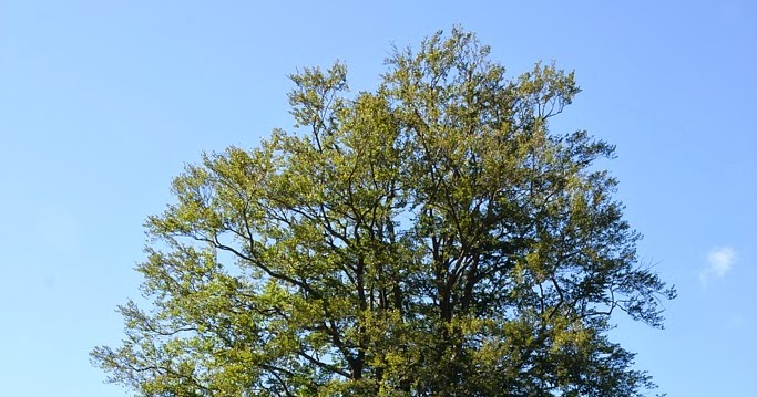La Vall del Ges i el Bisaura: ARBRES MONUMENTALS: el Faig de la Feixa ...