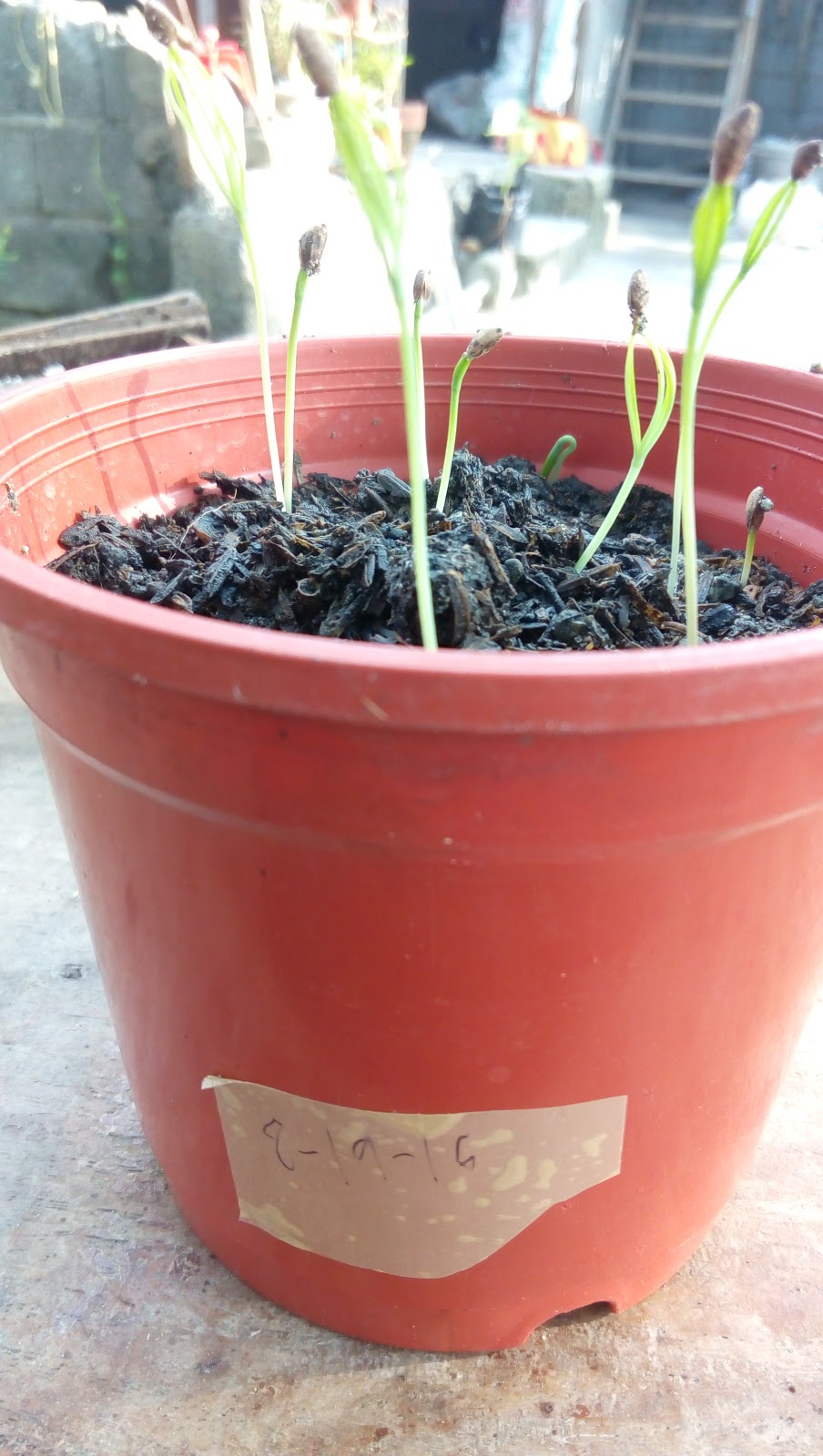 Japanese Black Pine In The Philippines - Pinoy Bonsai
