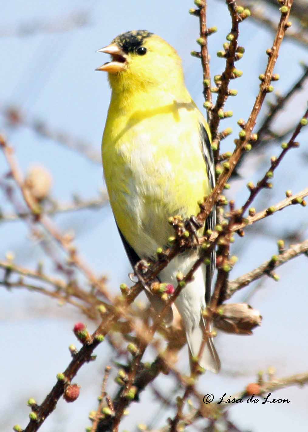 Spring in Newfoundland - Various Bird Species