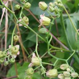 Warisan Petani: Pokok Ubi Gajah.