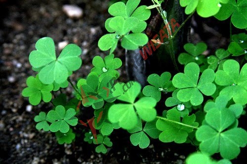 Survival, Pohon Semanggi