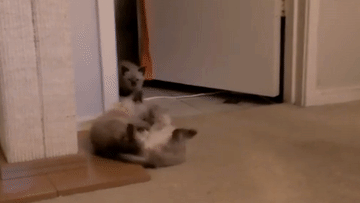 Gifs de Gatos: Gif Irmãos gato brincando